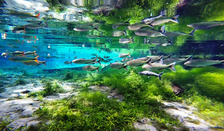 Flutuação na Nascente Azul em Bonito - Mato Grosso do Sul