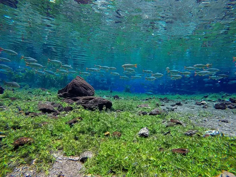 Flutuação na Nascente Azul em Bonito - Mato Grosso do Sul