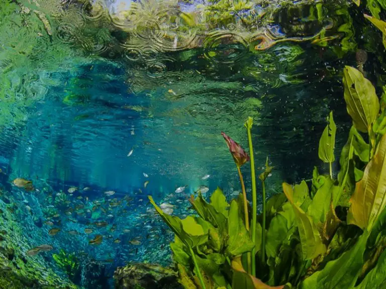 Flutuação na Nascente Azul em Bonito - Mato Grosso do Sul