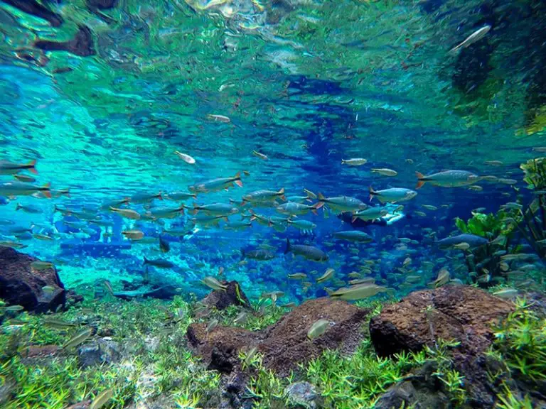 Flutuação na Nascente Azul em Bonito - Mato Grosso do Sul